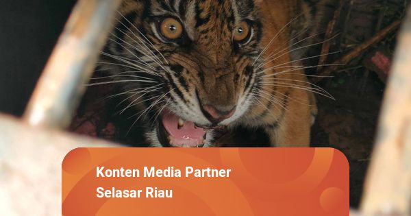 Harimau Sumatera Ditangkap dan Dilepasliarkan Usai Resahkan Warga ... Harimau Sumatera Ditangkap dan Dilepasliarkan Usai Resahkan Warga ...